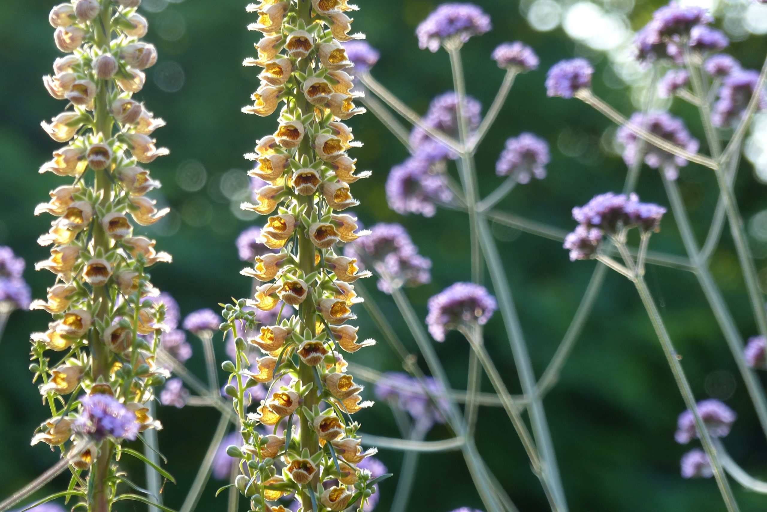 Local Garden Designer | New Leaf Design