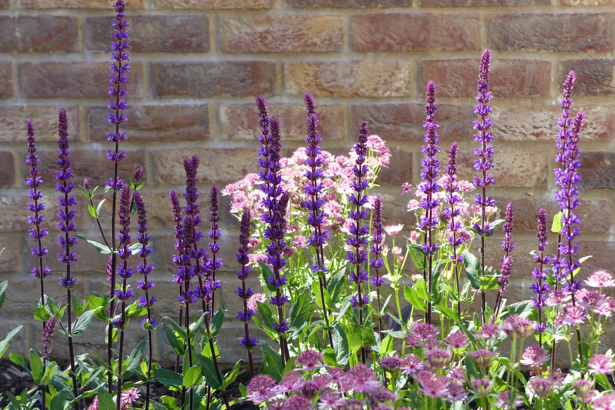 Garden Designer in Surrey - New Leaf Design